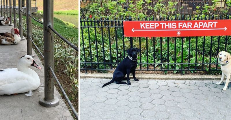 17 Hilarious Photos Of Animals Following Social Distancing ...